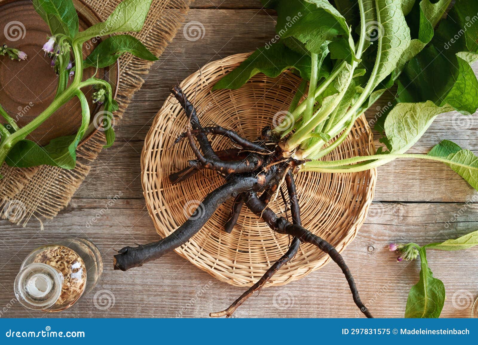 Whole Knitbone or Comfrey Plant with Roots on a Table, Top View Stock ...