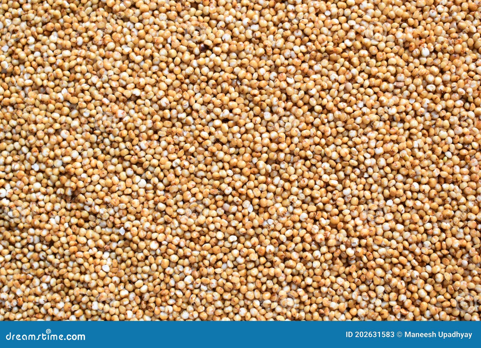 Kodo Millet, Also Known As Cow Grass, Rice Grass, Native Paspalum, Or ...