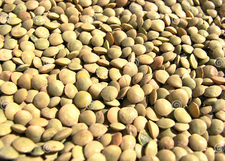 Whole lentils stock image. Image of healthy, shot, ingredient - 7299581