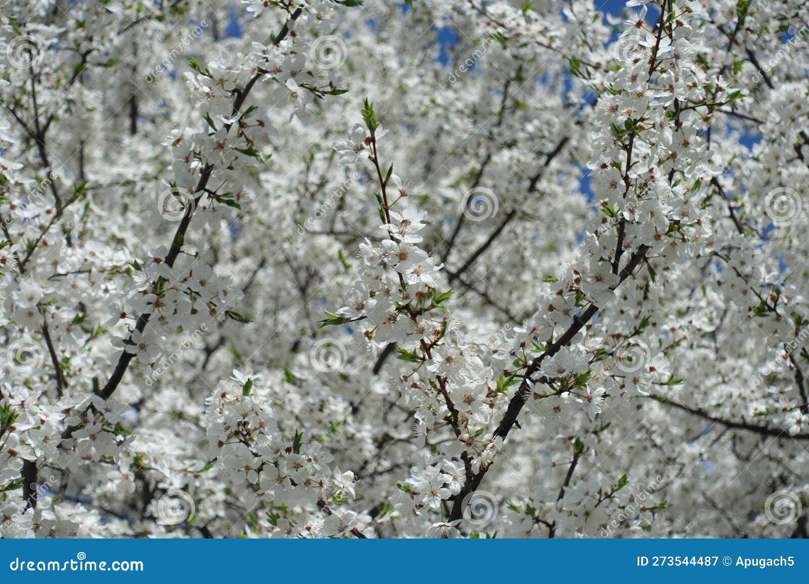 Whole Lot of White Flowers of Plum in April Stock Image - Image of ...