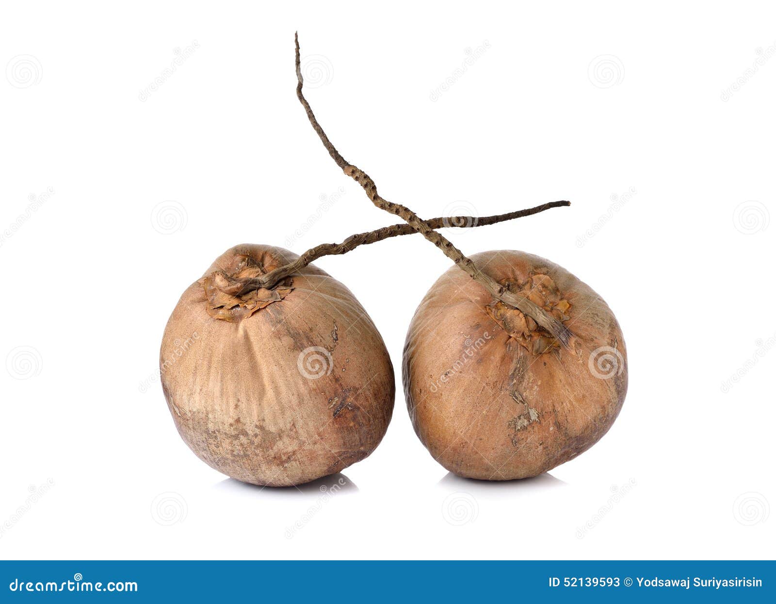 Whole Mature Coconut with Stem on White Stock Image - Image of palm ...