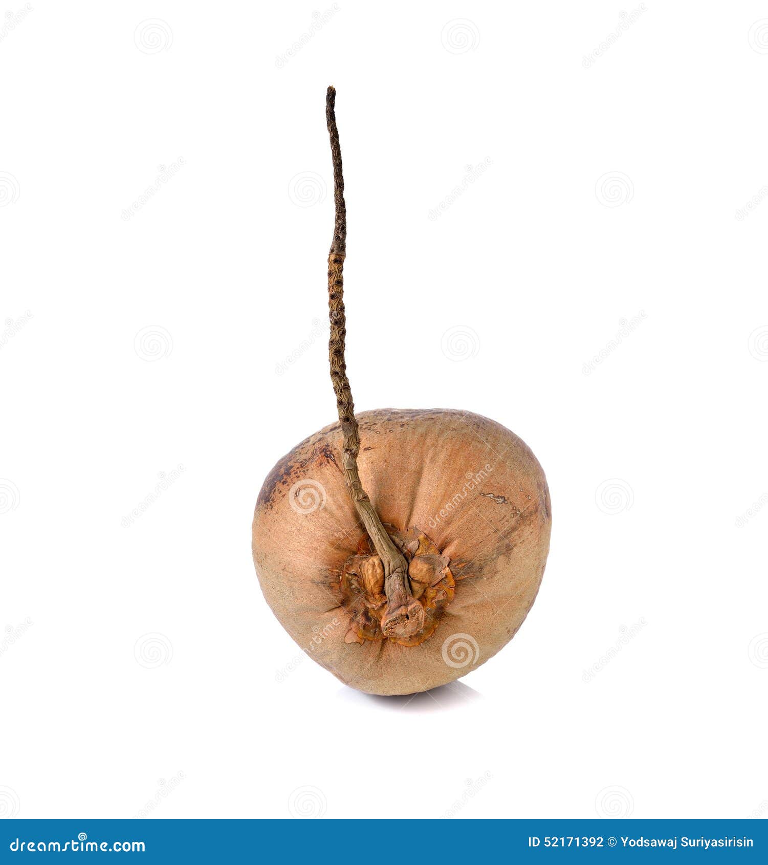 Whole Mature Coconut with Stem on White Stock Photo - Image of branch ...