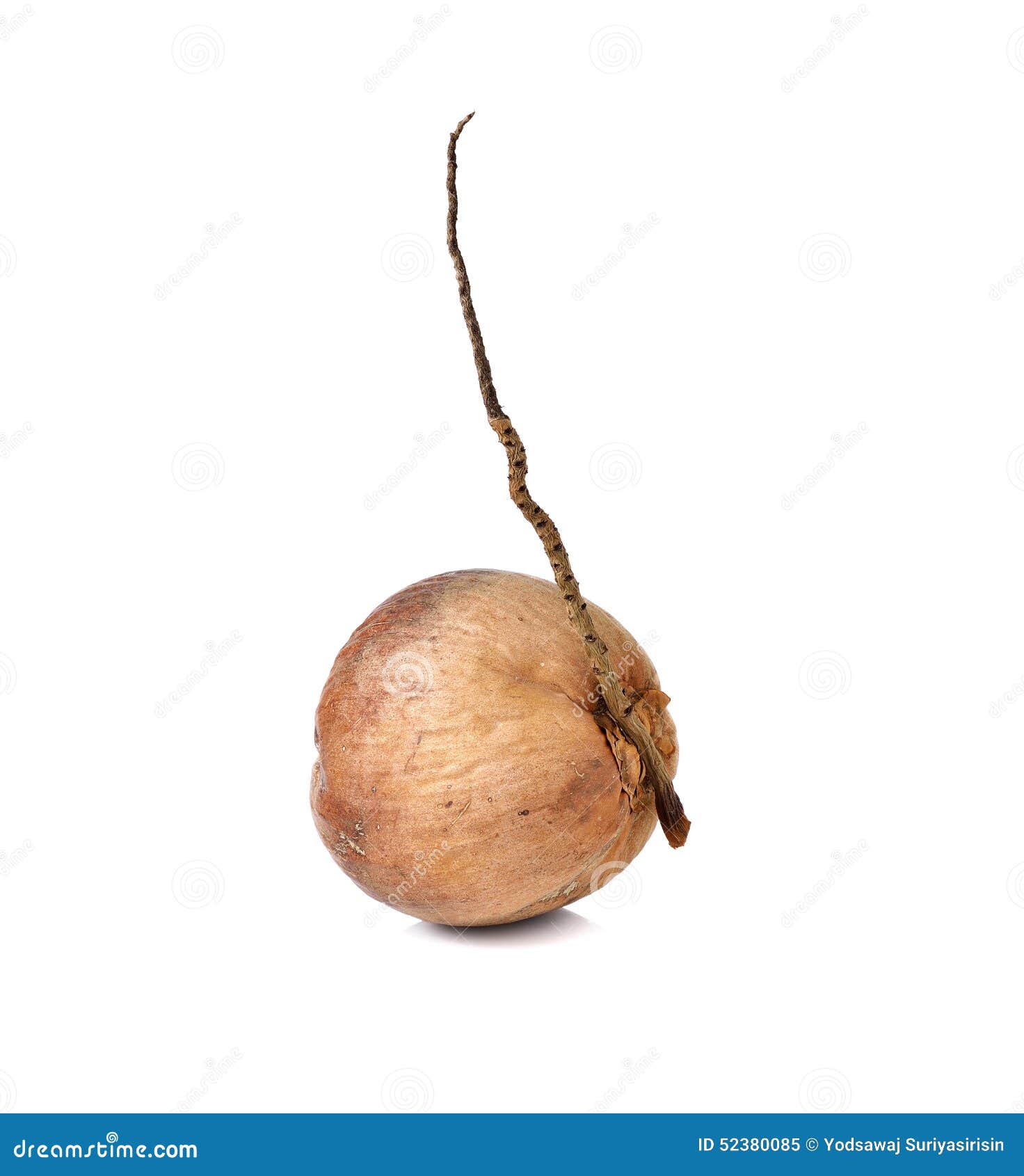 Whole Mature Coconut with Stem on White Stock Image - Image of juice ...