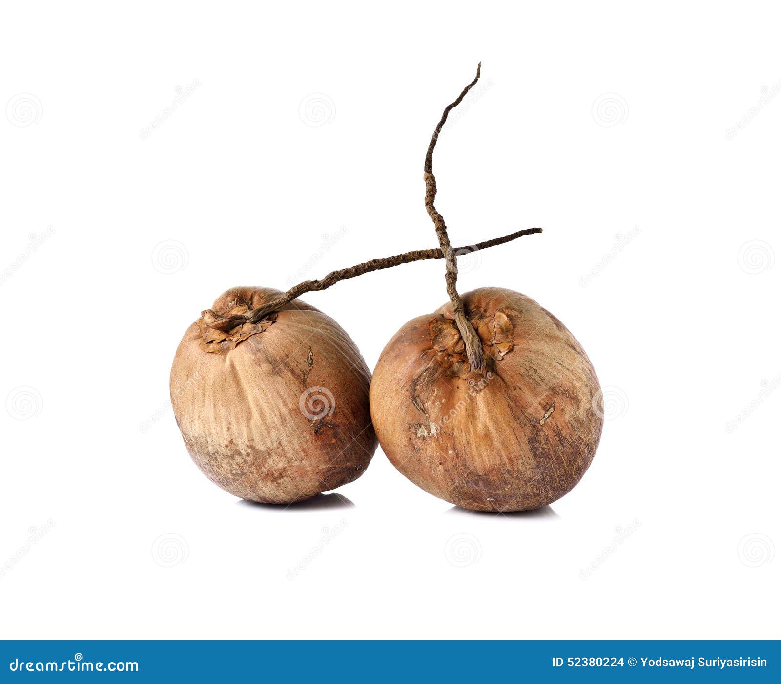 Whole Mature Coconut with Stem on White Stock Photo - Image of green ...