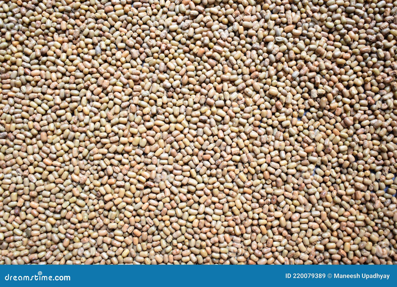 Moth Beans Vigna Aconitifolia Stock Photography | CartoonDealer.com ...