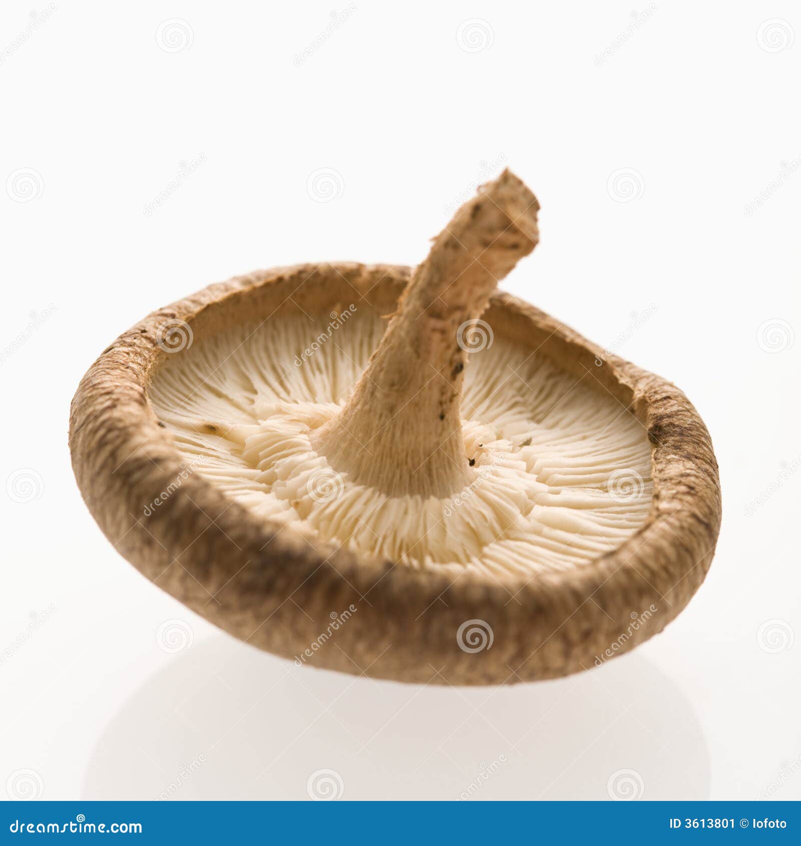 Whole mushroom. stock image. Image of square, mushrooms - 3613801
