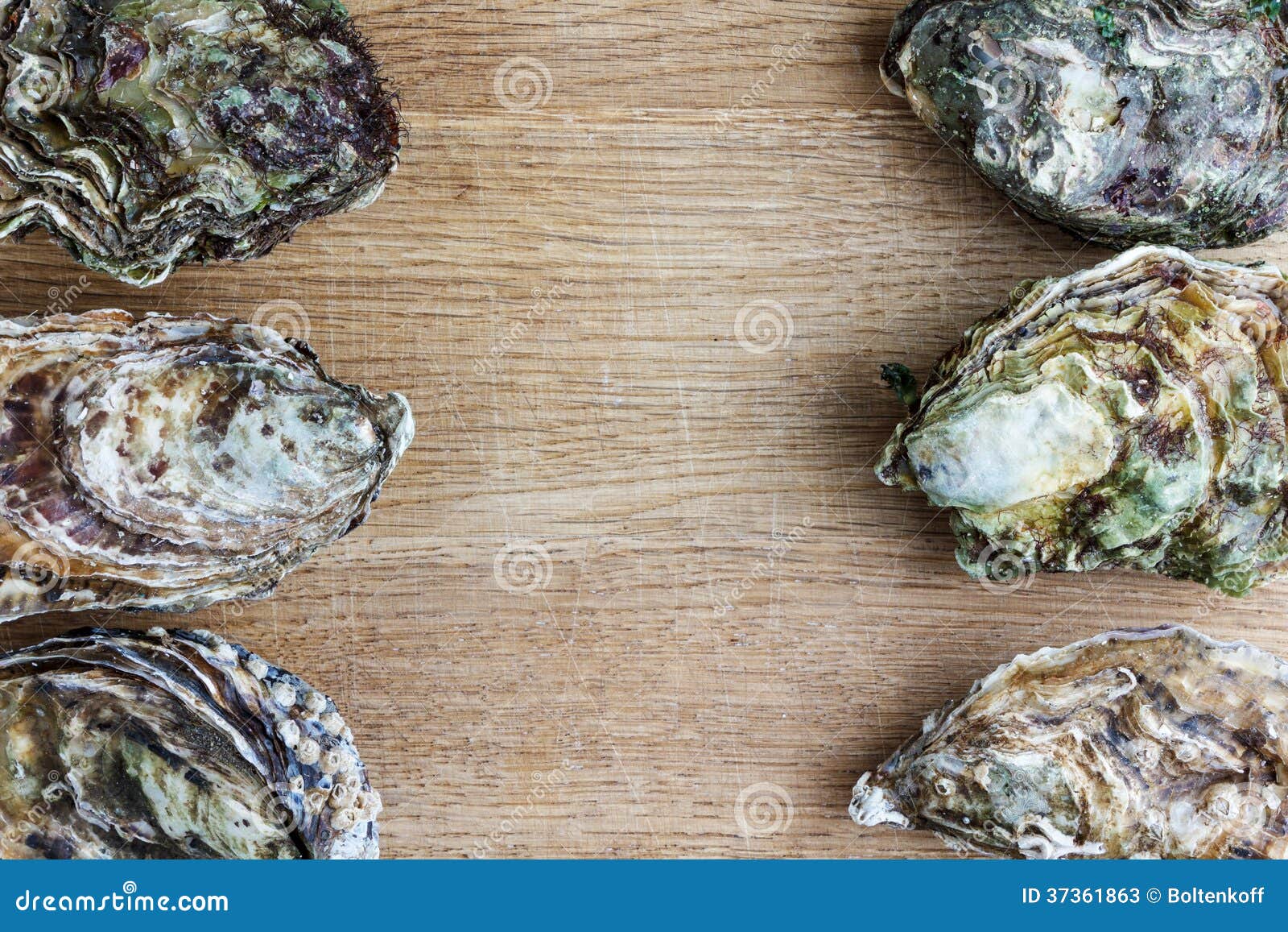 Whole oysters on wood stock image. Image of shellfish - 37361863