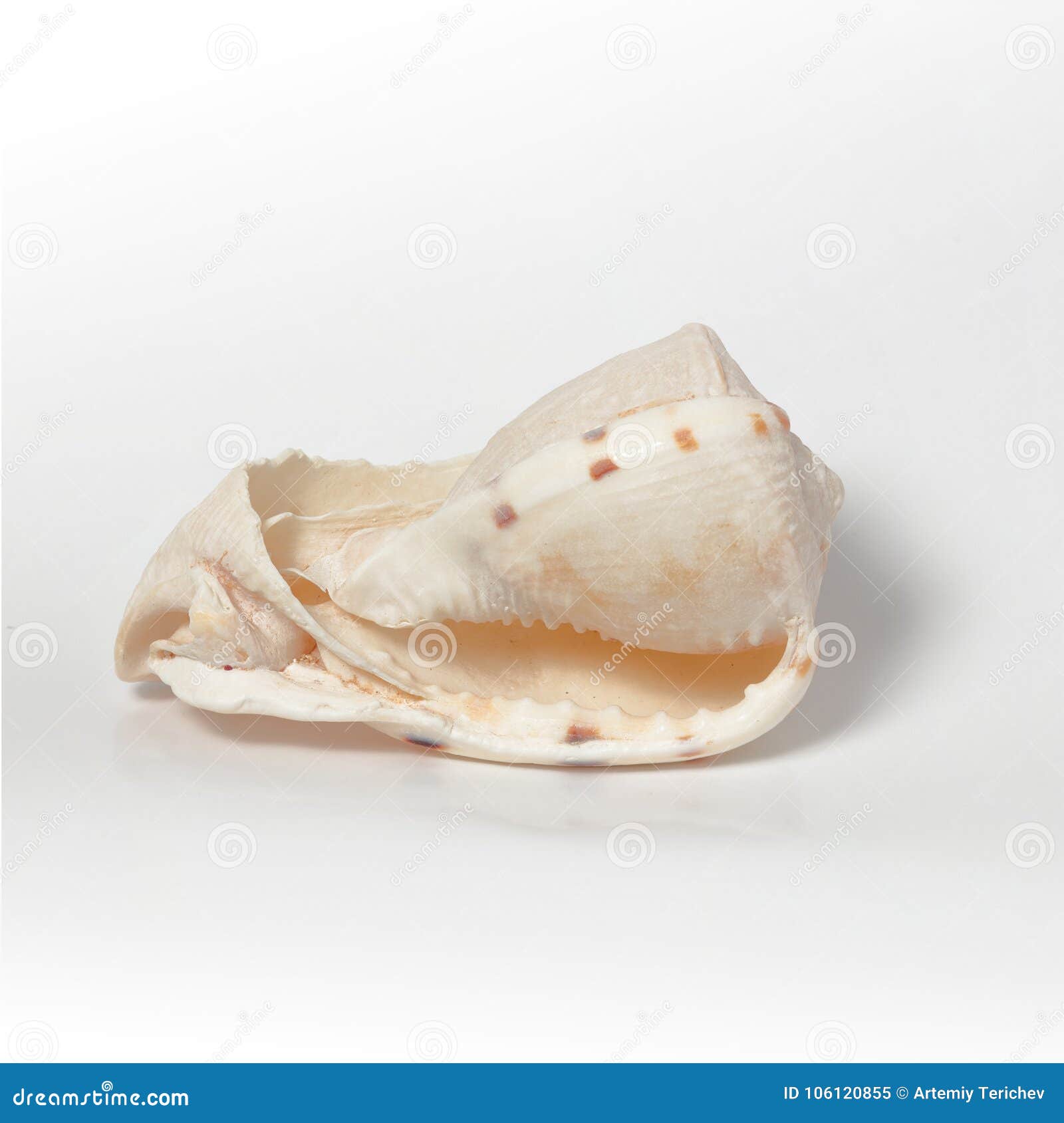 Broken sea shells stock image. Image of unusual, shellfish - 106120855
