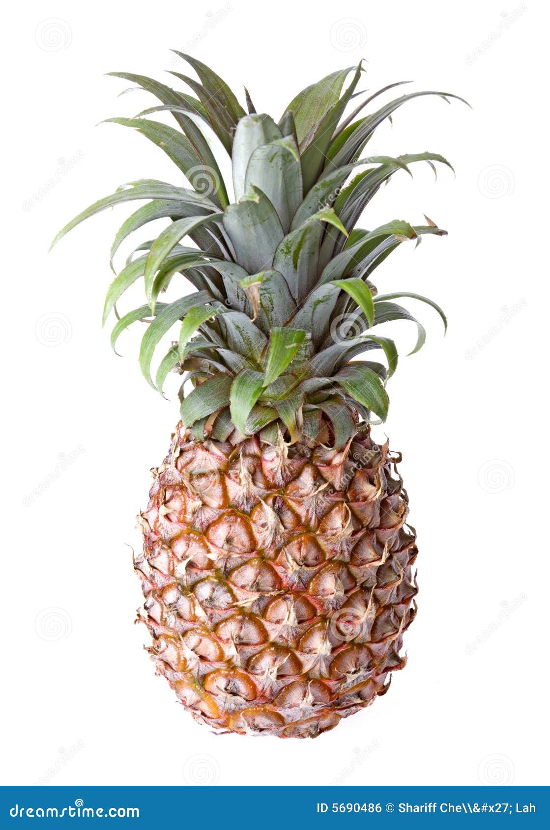 Whole pineapple stock photo. Image of healthy, isolated - 5690486