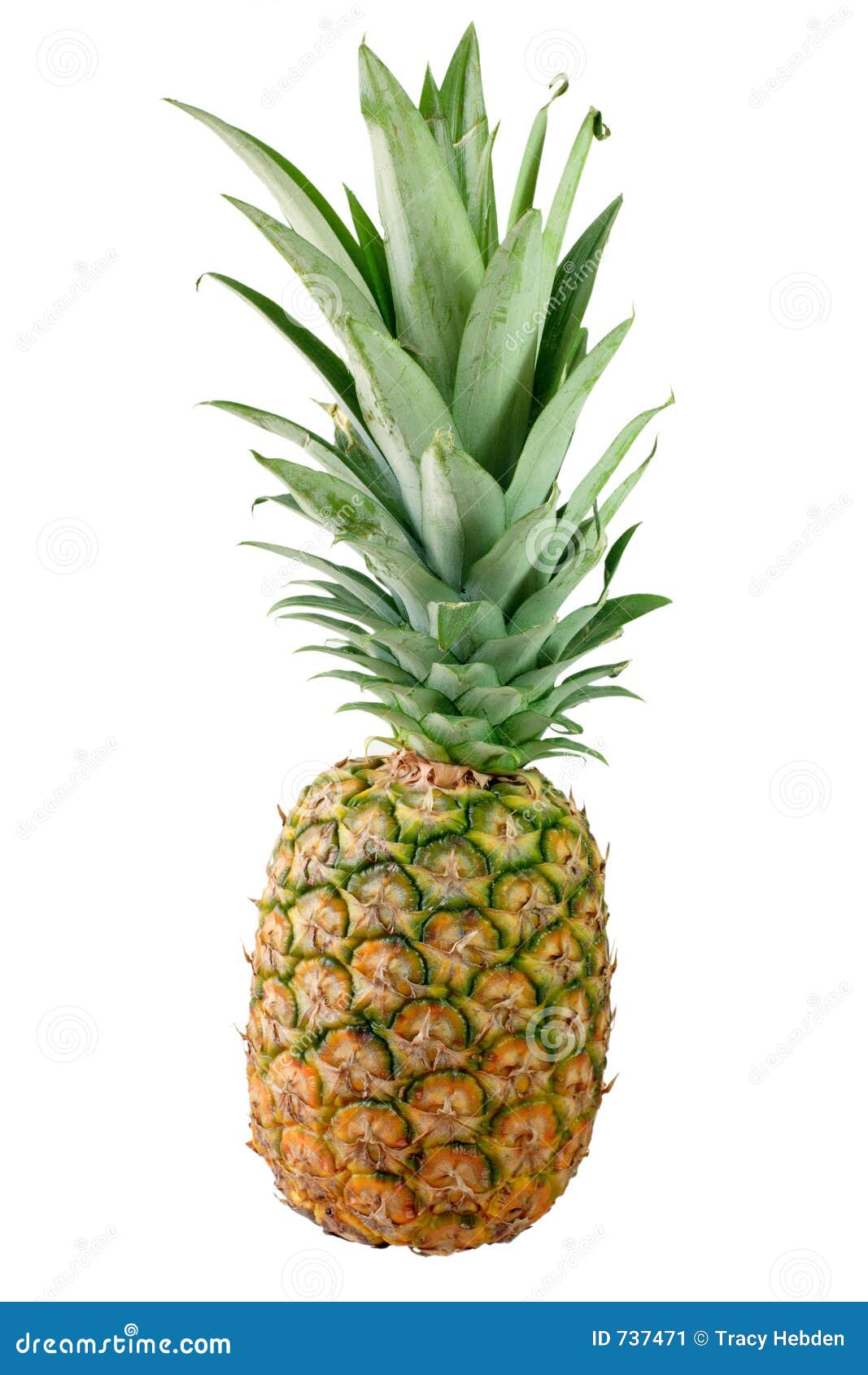 Whole pineapple stock image. Image of hawaii, organic, white - 737471