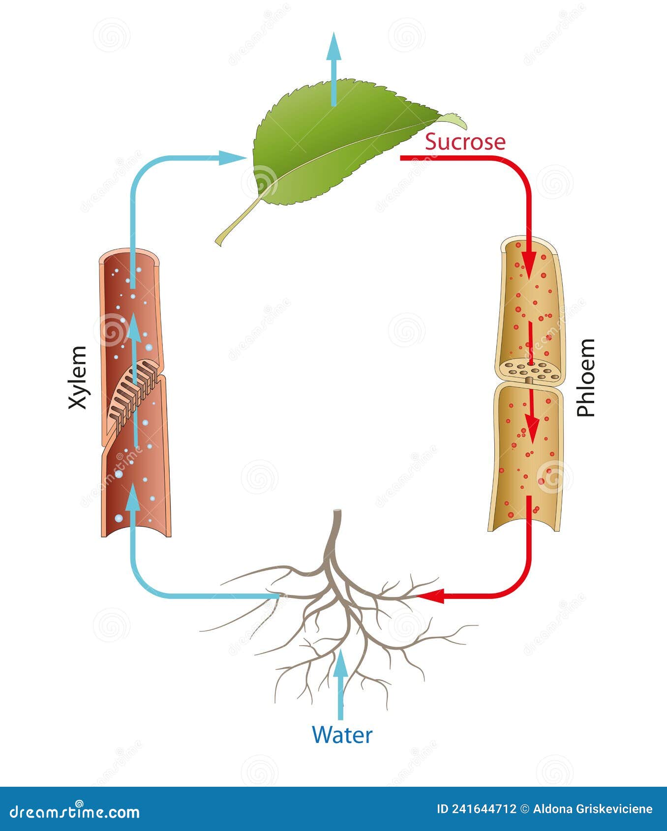Metabolism and Transport in Plants. Transpiration Stock Illustration ...