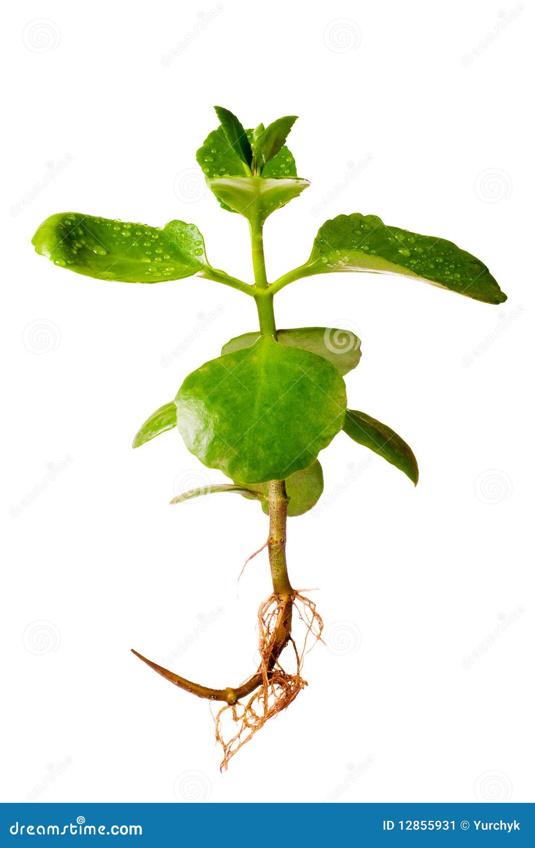 Whole Plant with Roots Isolated on White Stock Image - Image of ...