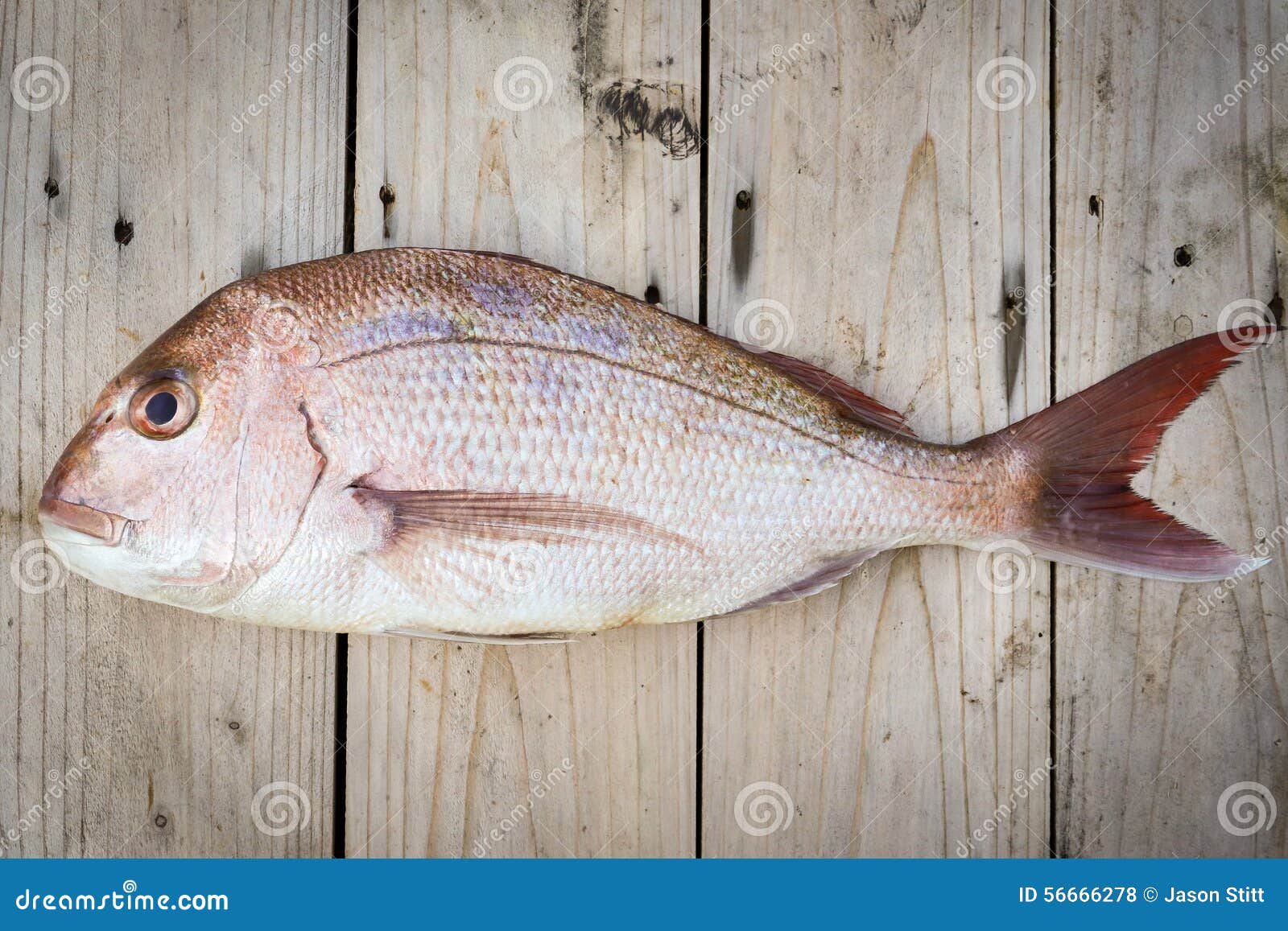 Whole Raw Snapper Fish stock photo. Image of scales, wood - 56666278