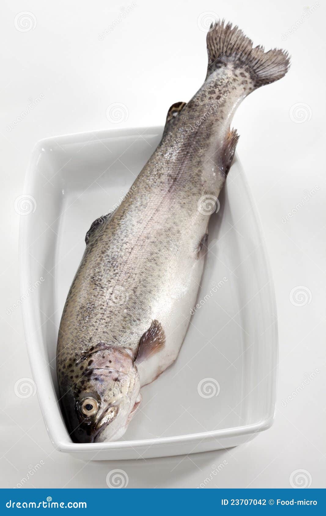 Whole raw trout stock photo. Image of freshwater, trout - 23707042