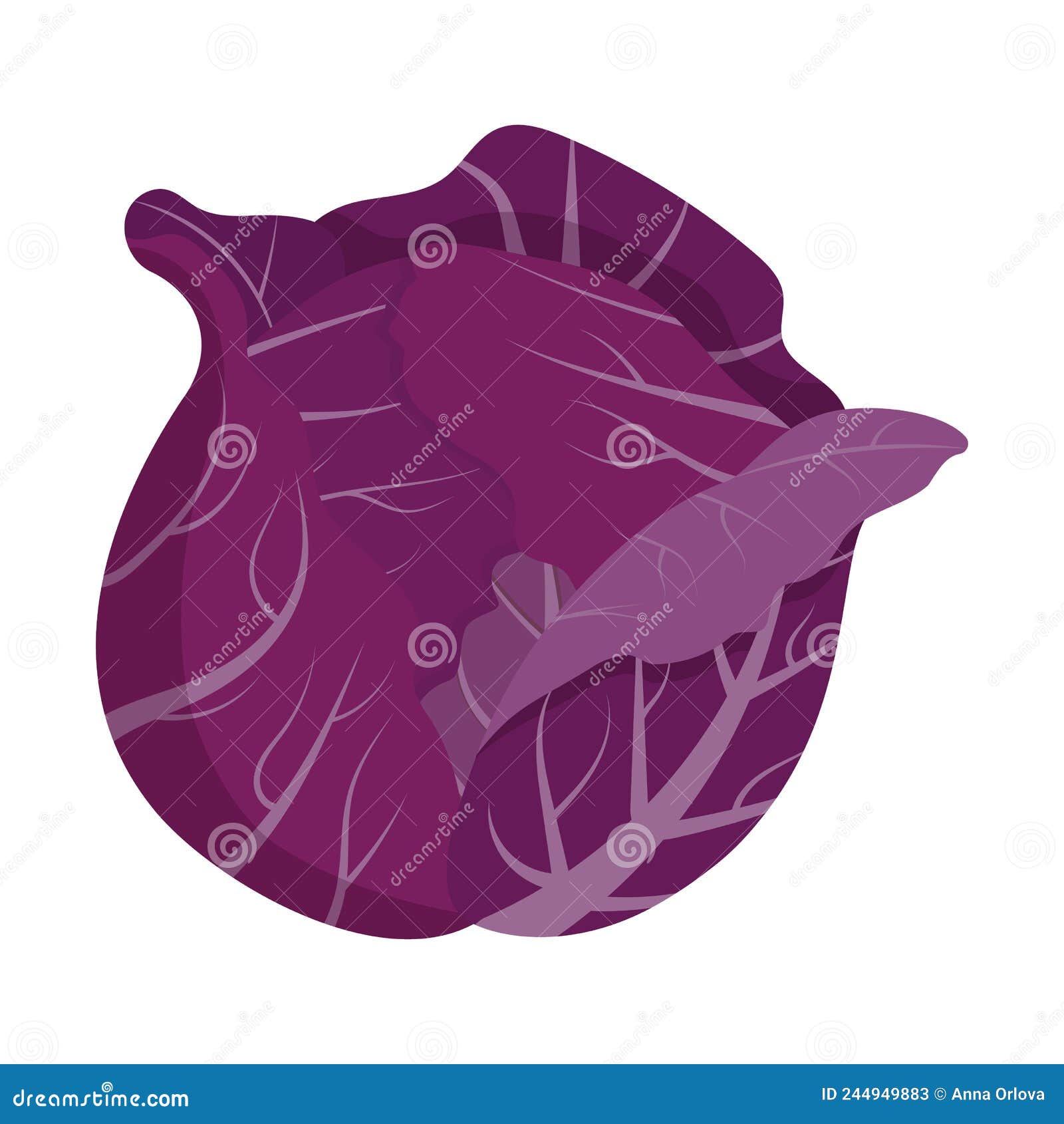 Whole Red Cabbage Isolated on Background. Flat Vector Illustration ...