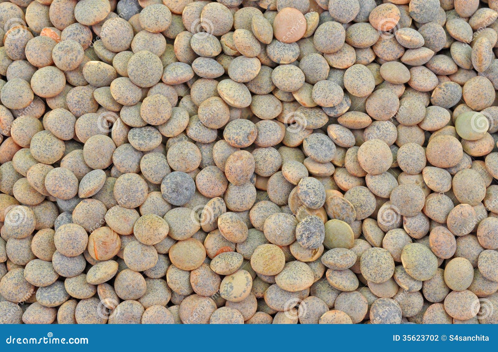 Whole red lentil seeds stock photo. Image of pulse, grain - 35623702