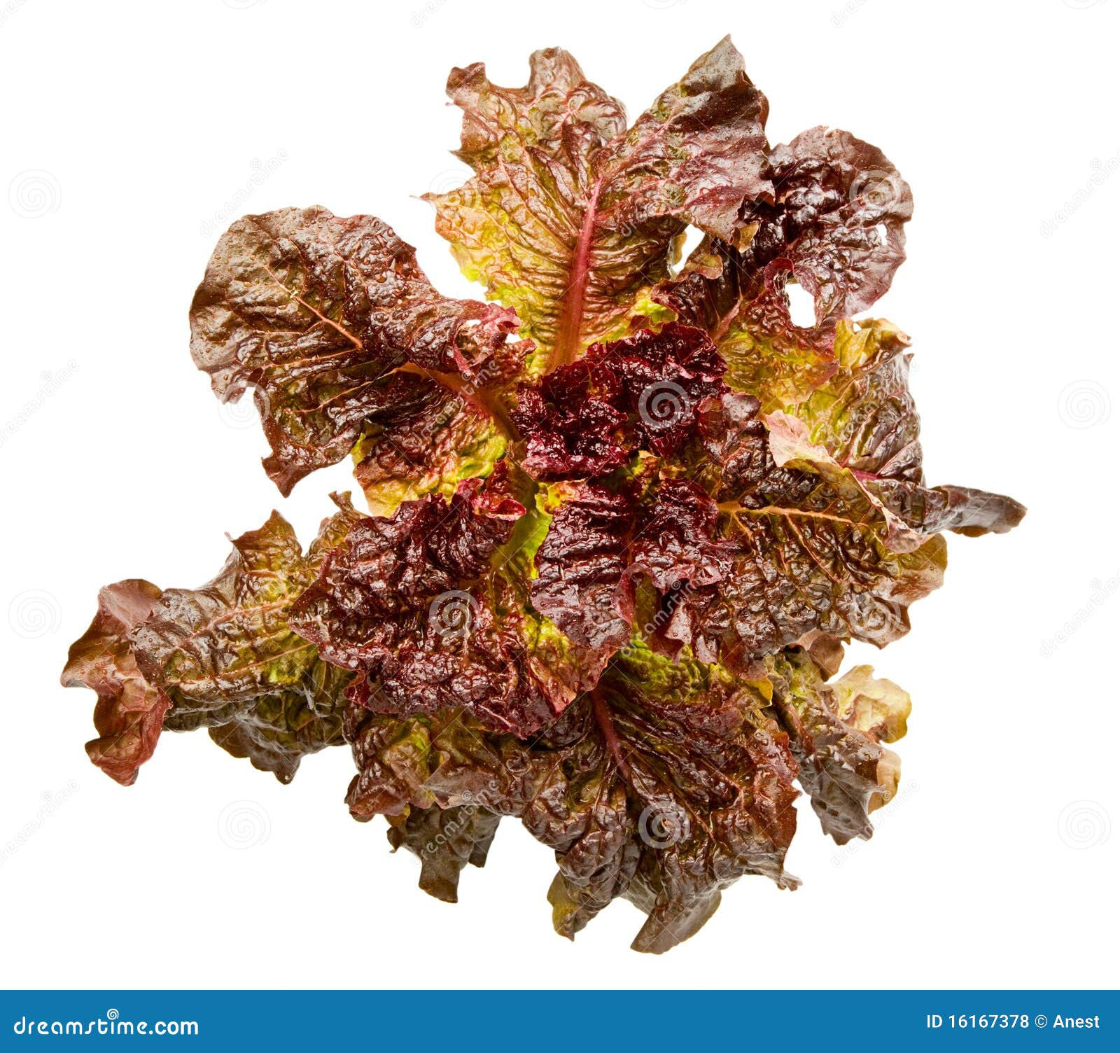 Whole red lettuce head stock photo. Image of isolated - 16167378