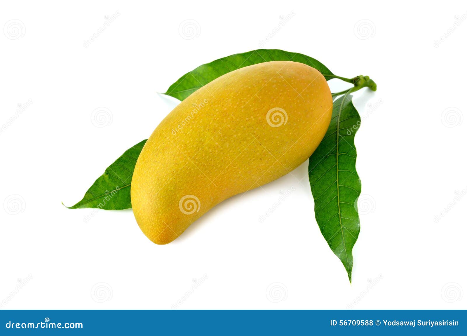 Whole Ripe Mango with Leaf on White Stock Photo - Image of healthy ...