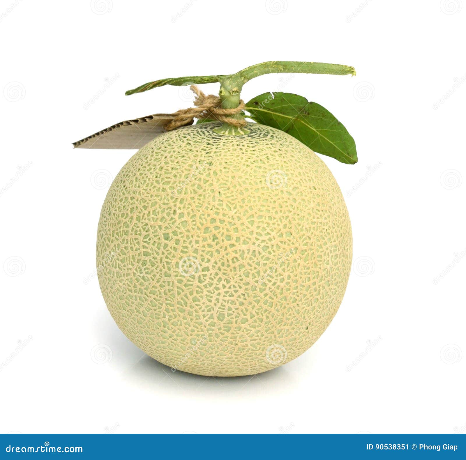 Whole Ripe Melon with Stem on White Stock Image - Image of diversity ...