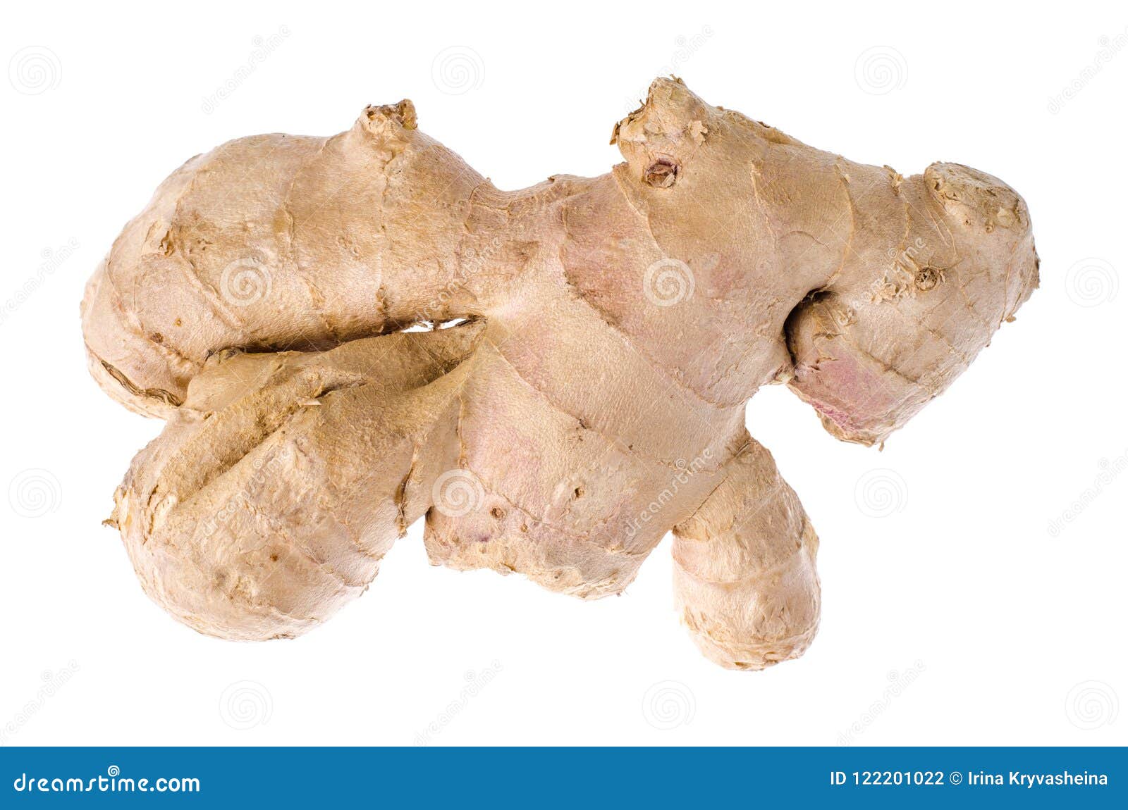Whole root of fresh ginger stock photo. Image of natural - 122201022