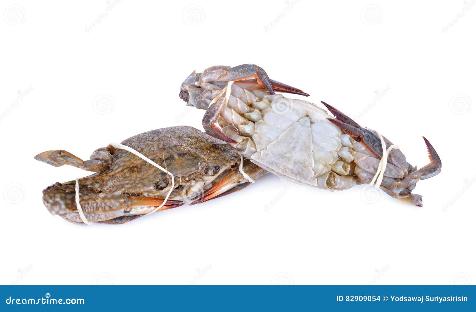 Whole Round Fresh Blue Crab on White Background Stock Photo - Image of ...