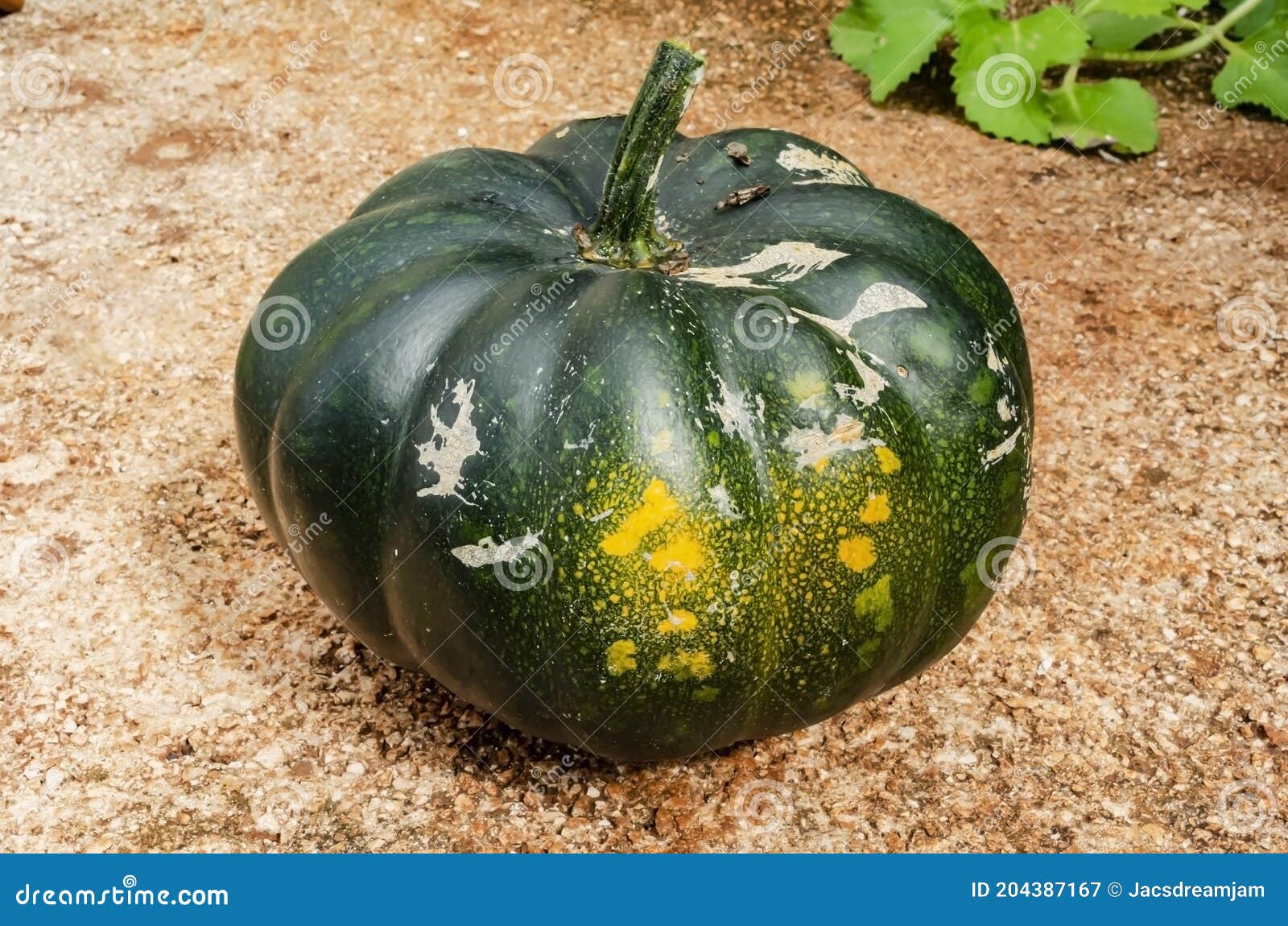 Whole Round Pumpkin on Concrete Background Stock Image - Image of fruit ...