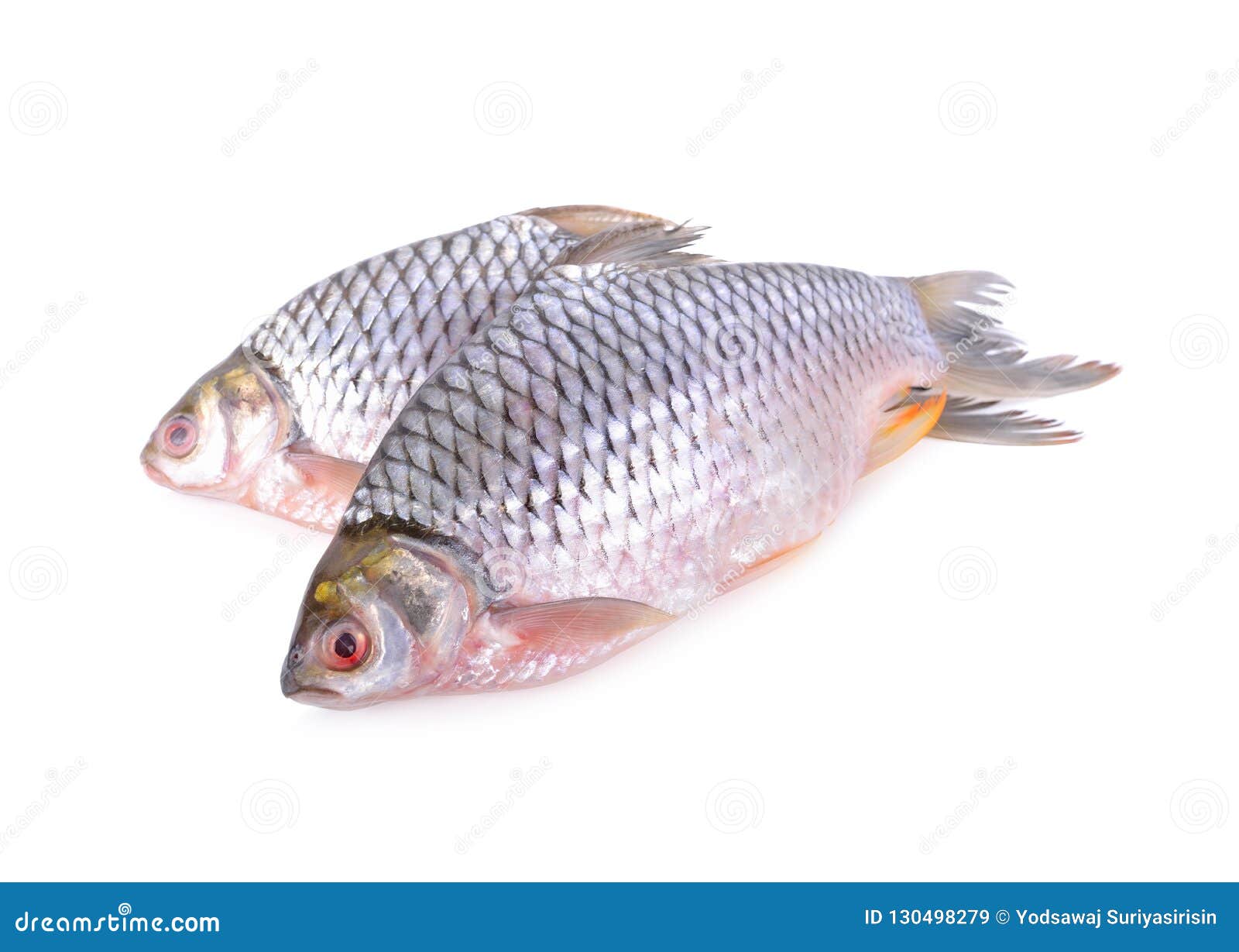 Whole Round Silver Barb Fish on White Background Stock Image - Image of ...