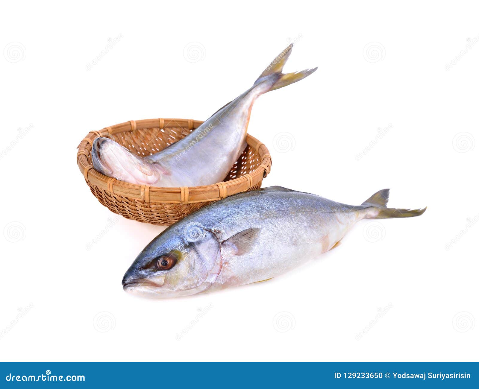 Whole Round Yellowtail Fish or Hamachi Fish in the Basket and on Stock ...