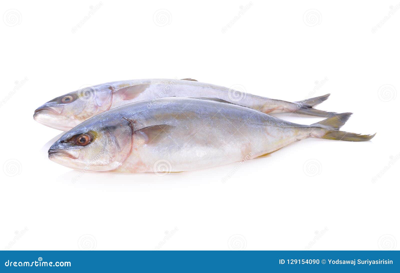 Whole Round Yellowtail Fish or Hamachi Fish on White Background Stock ...