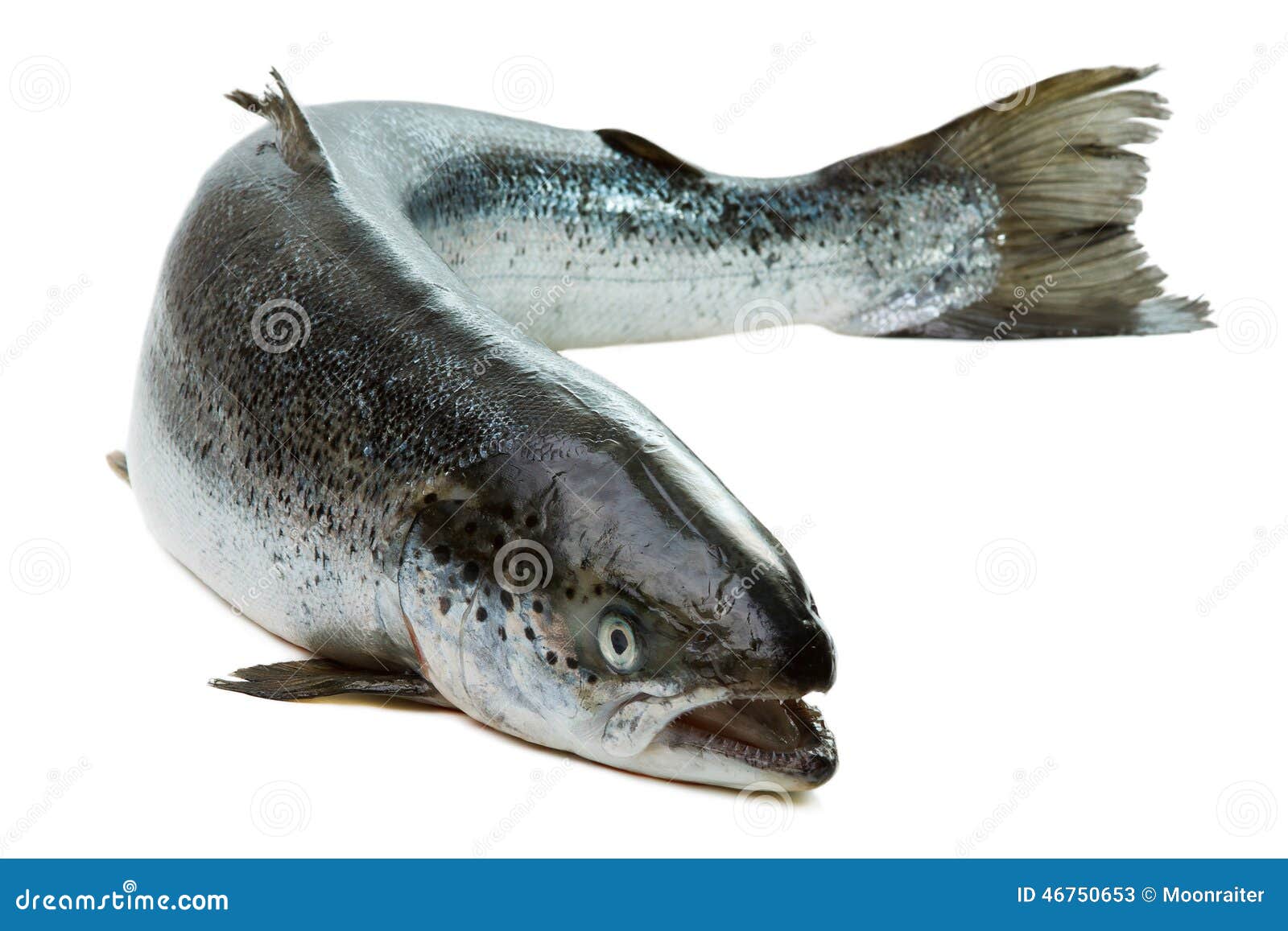 Whole Salmon Isolated on White Stock Image - Image of silver, cooking ...