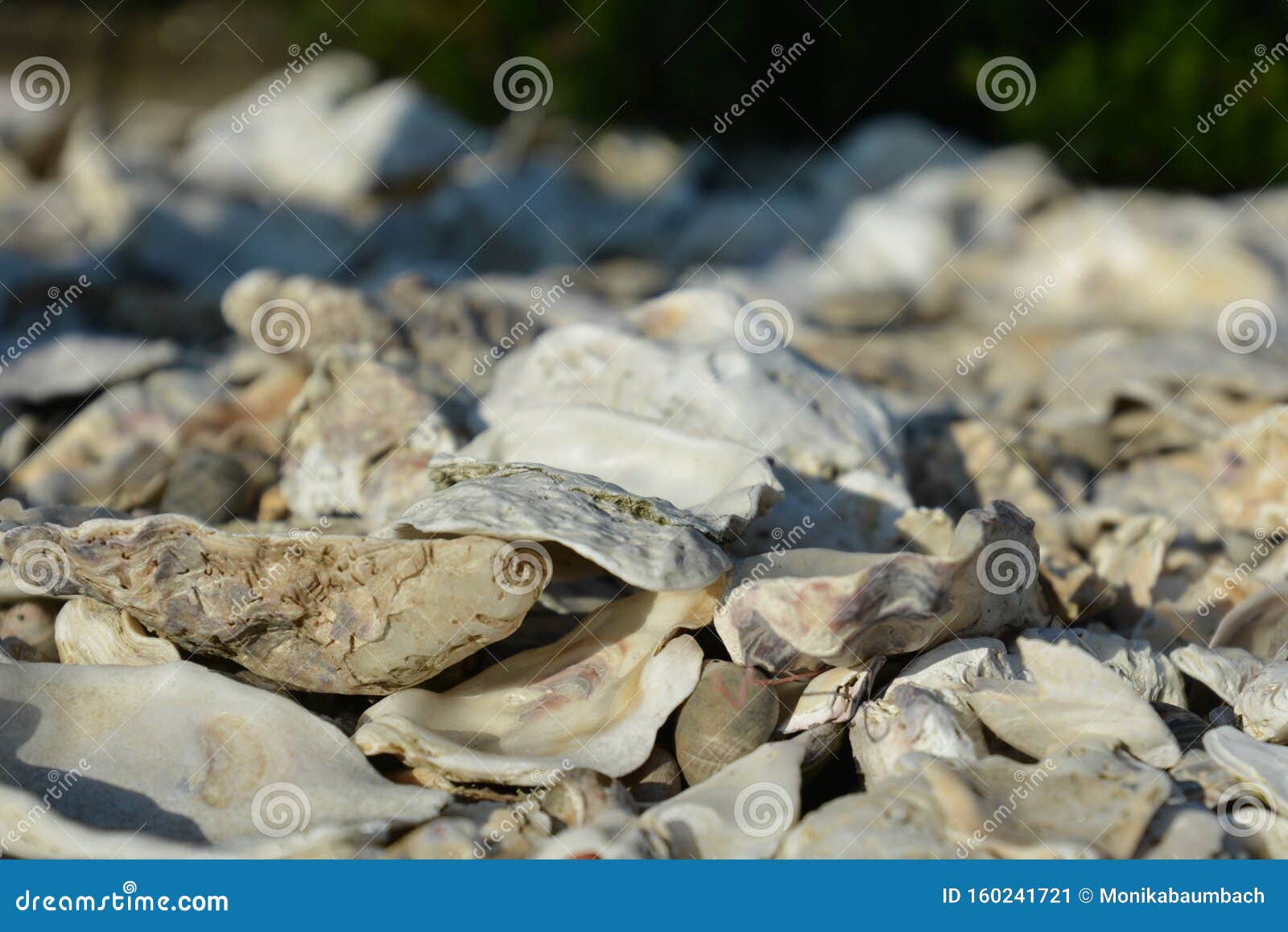 Old Empty Oyster Shell On White Background With Clipping Path Royalty ...