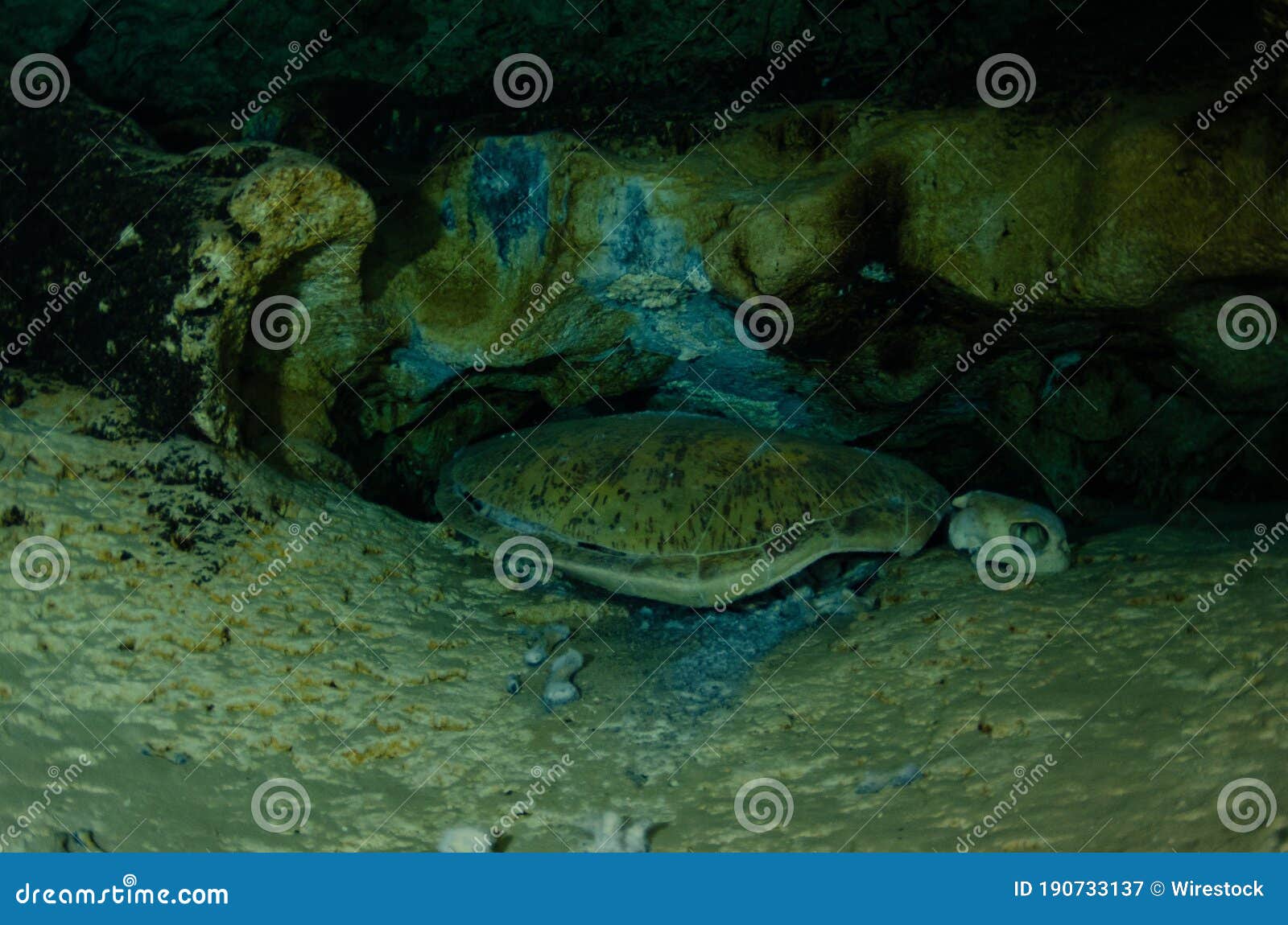 Turtle Cave Scuba Diver Sipadan Stock Photo | CartoonDealer.com #2198184