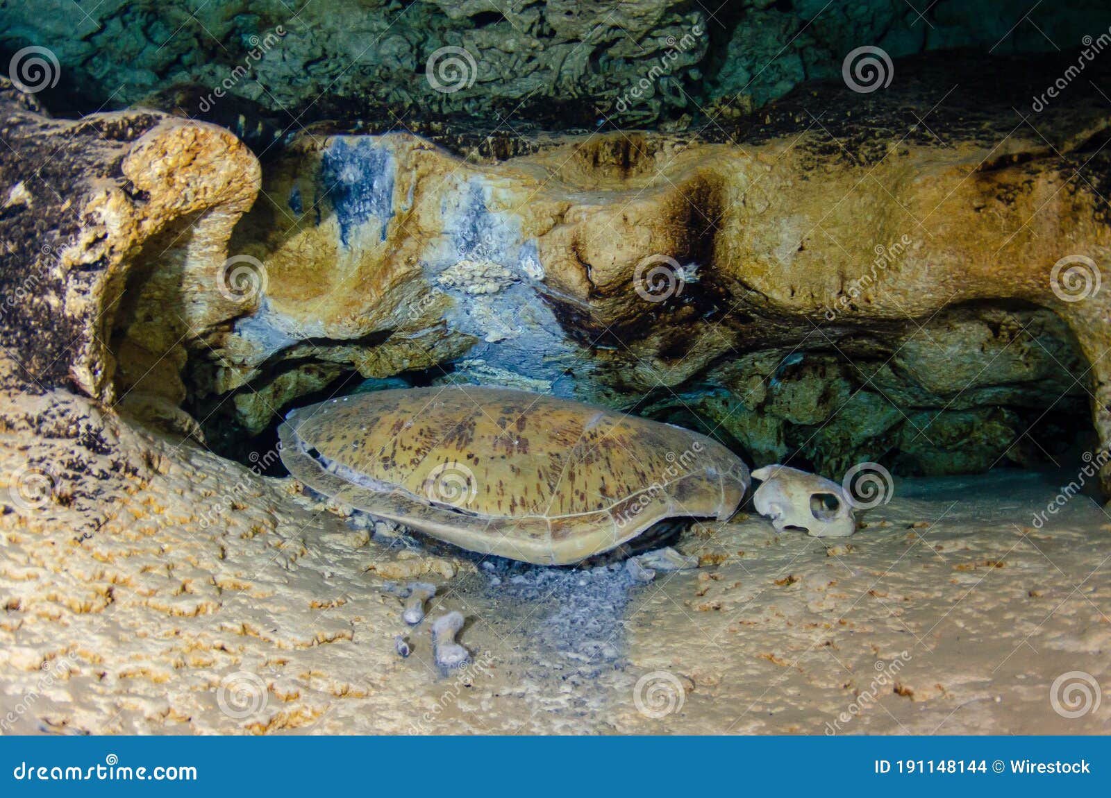 Whole Shell and a Skull of a Turtle in an Underwater Cave Stock Photo ...