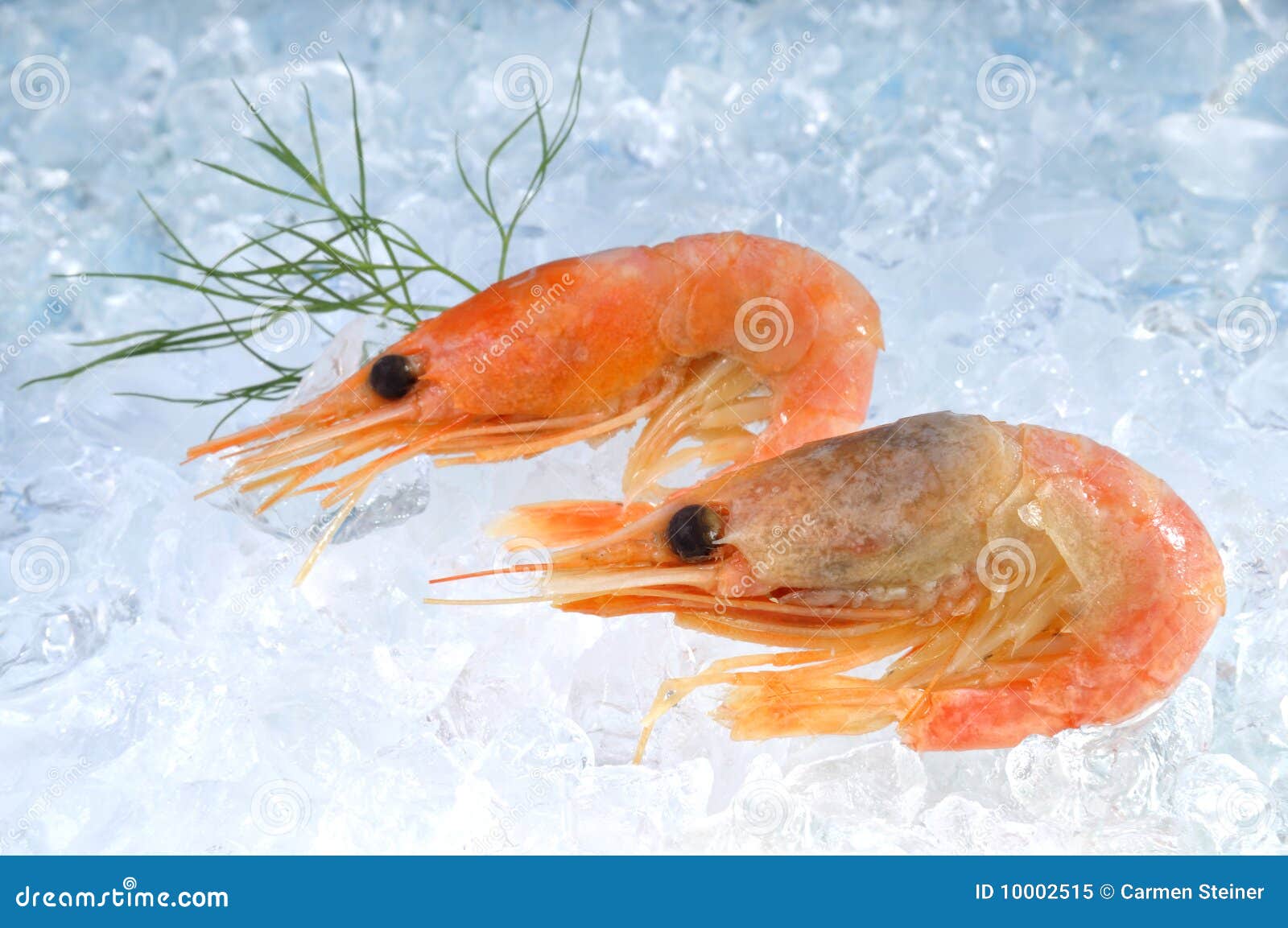 Whole shrimp on ice stock image. Image of meat, meaty - 10002515