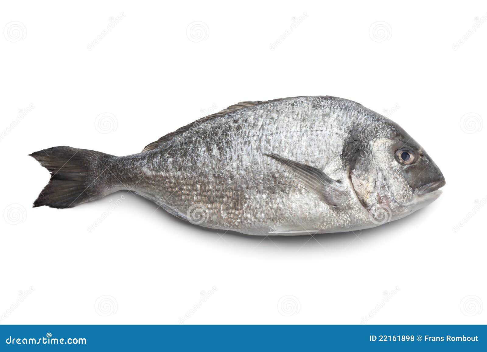 Dorade At Fish Market, Stock Image | CartoonDealer.com #86329075