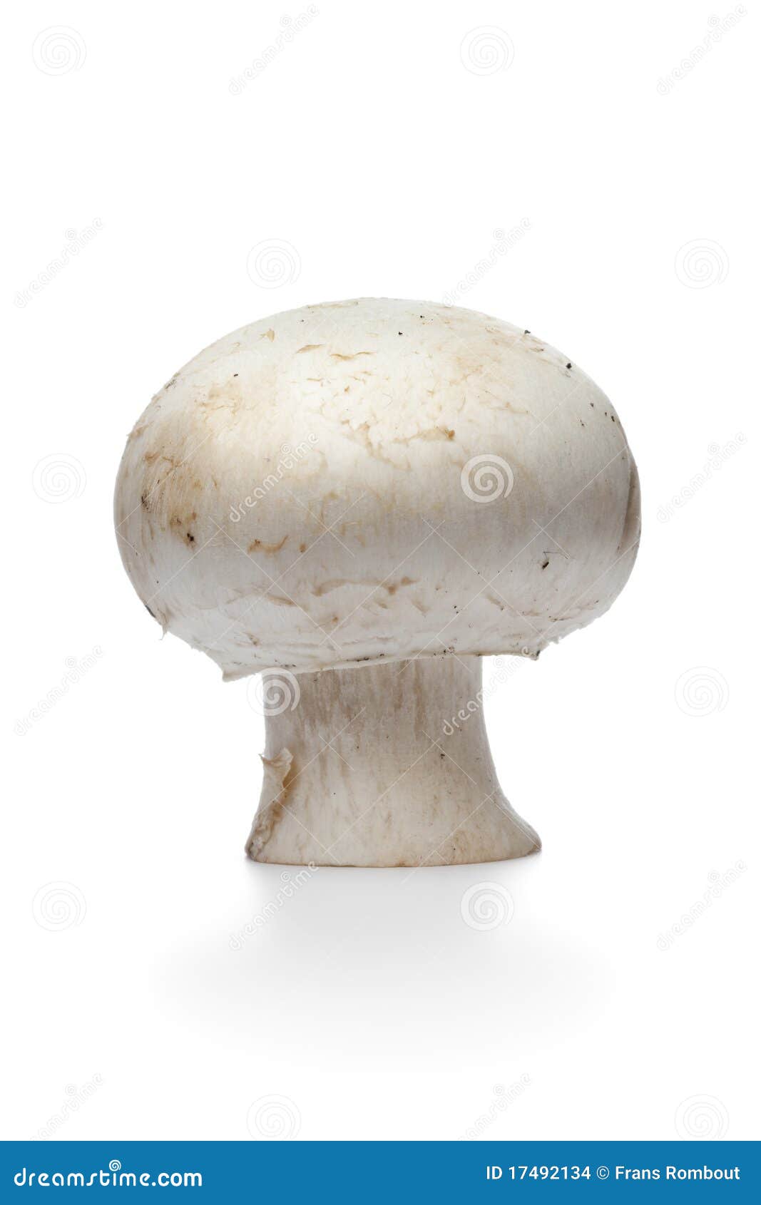 Button Mushroom, White Mushroom, Common Mushroom, Champignon Mushroom ...