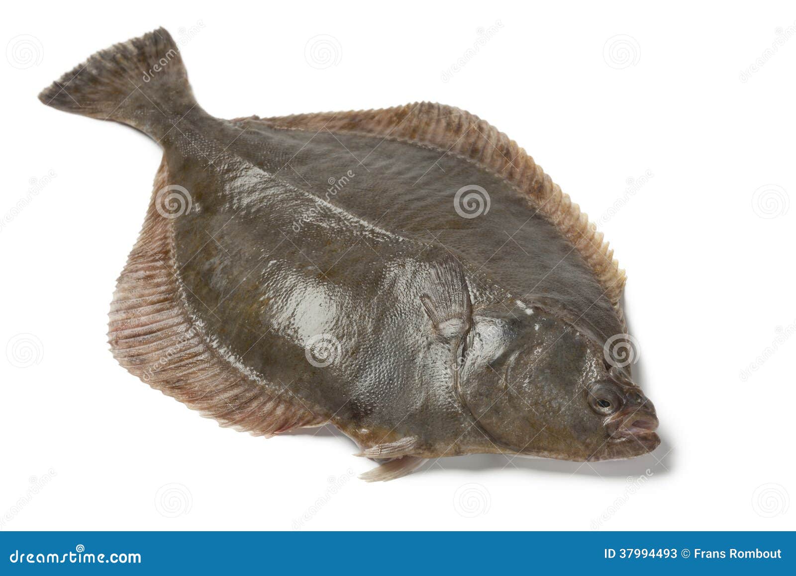 European Flounder Or Platichthys Flesus, Flatfish In The Hands Of A ...