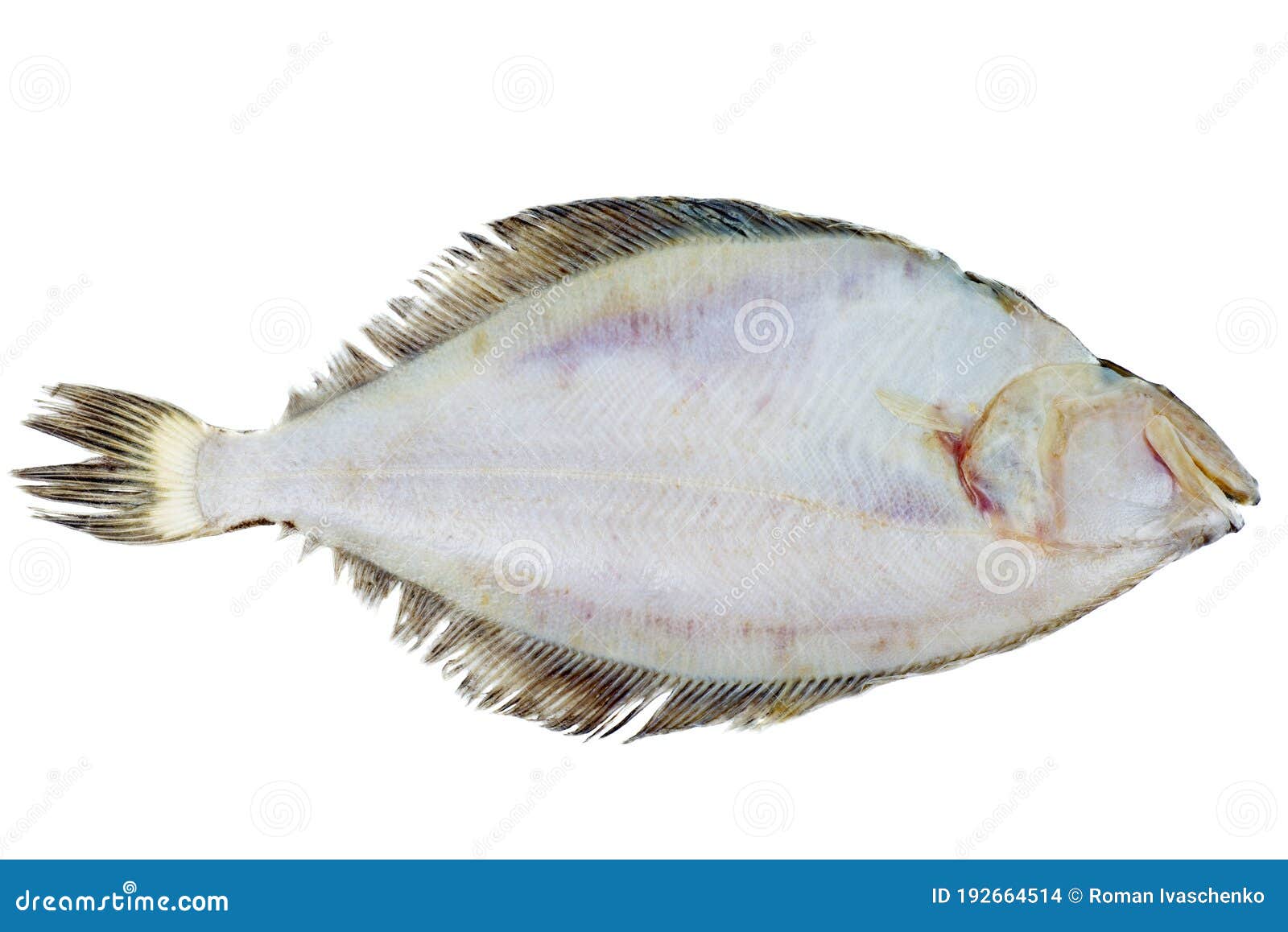 Whole Single Fresh Flatfish on a White Stock Photo - Image of gourmet ...