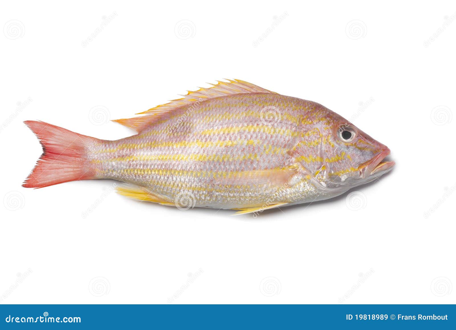 Red Snapper Whole Fish Sashimi Combo Plate Stock Photography ...