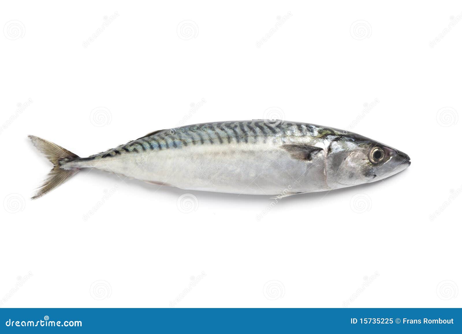 Whole Single Fresh Mackerel Stock Image - Image of scomber, single ...