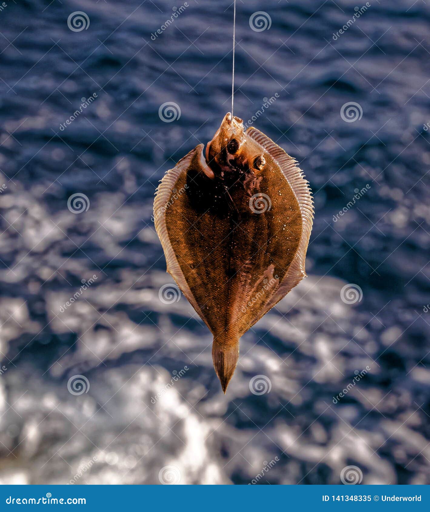 Whole Single Fresh Sole Fish Stock Image - Image of marble, flat: 141348335