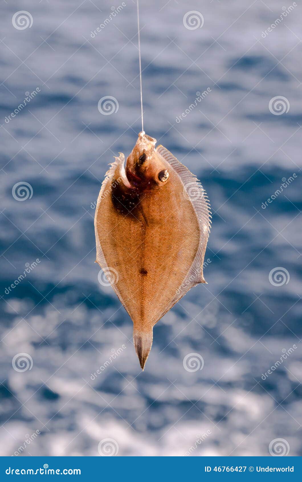 Whole Single Fresh Sole Fish Stock Image - Image of ocean, hook: 46766427