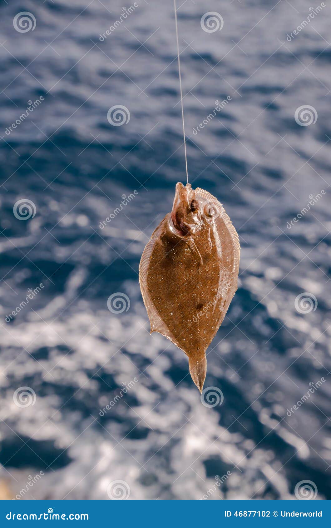 Whole Single Fresh Sole Fish Stock Photo - Image of cold, market: 46877102