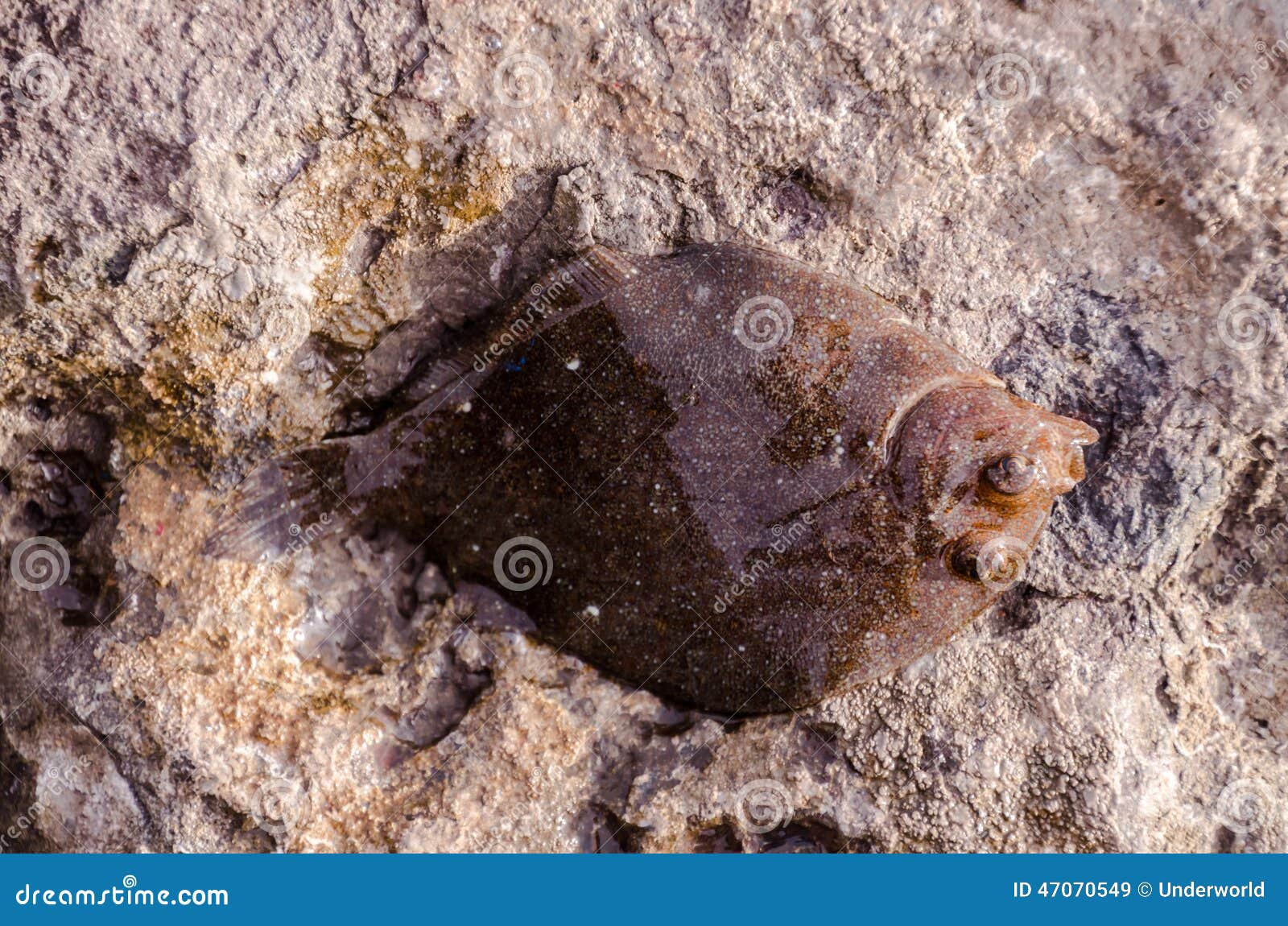 Whole Single Fresh Sole Fish Stock Image - Image of fishing, sole: 47070549