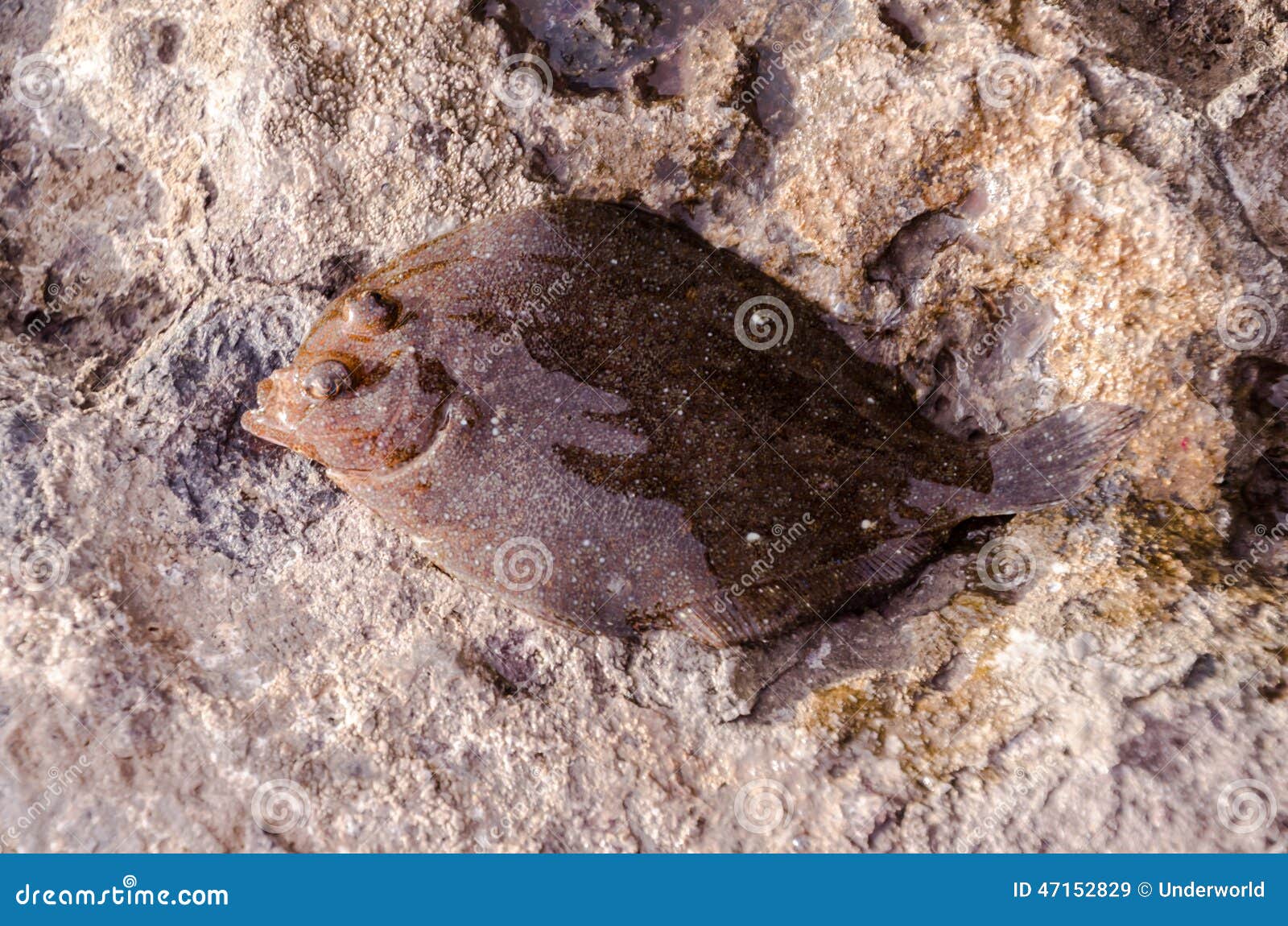 Whole Single Fresh Sole Fish Stock Image - Image of lenght, seafood ...