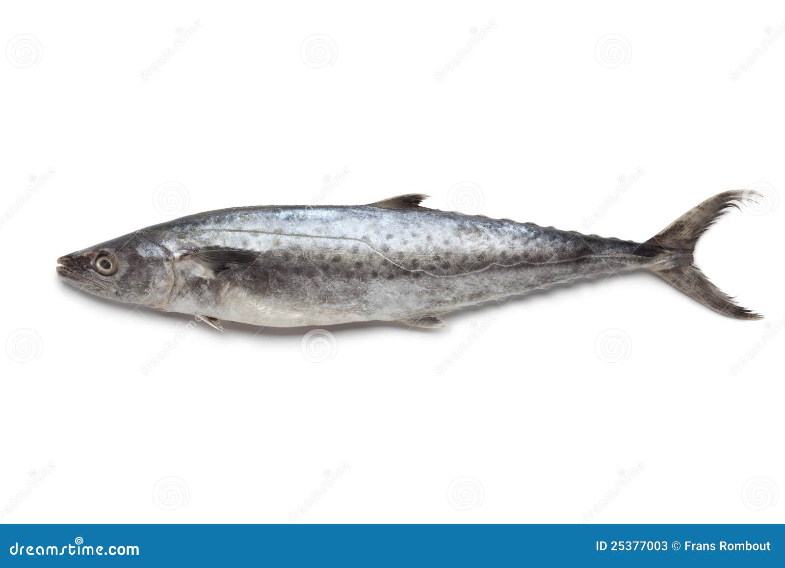 Whole Single Kingfish Royalty-Free Stock Photo | CartoonDealer.com ...