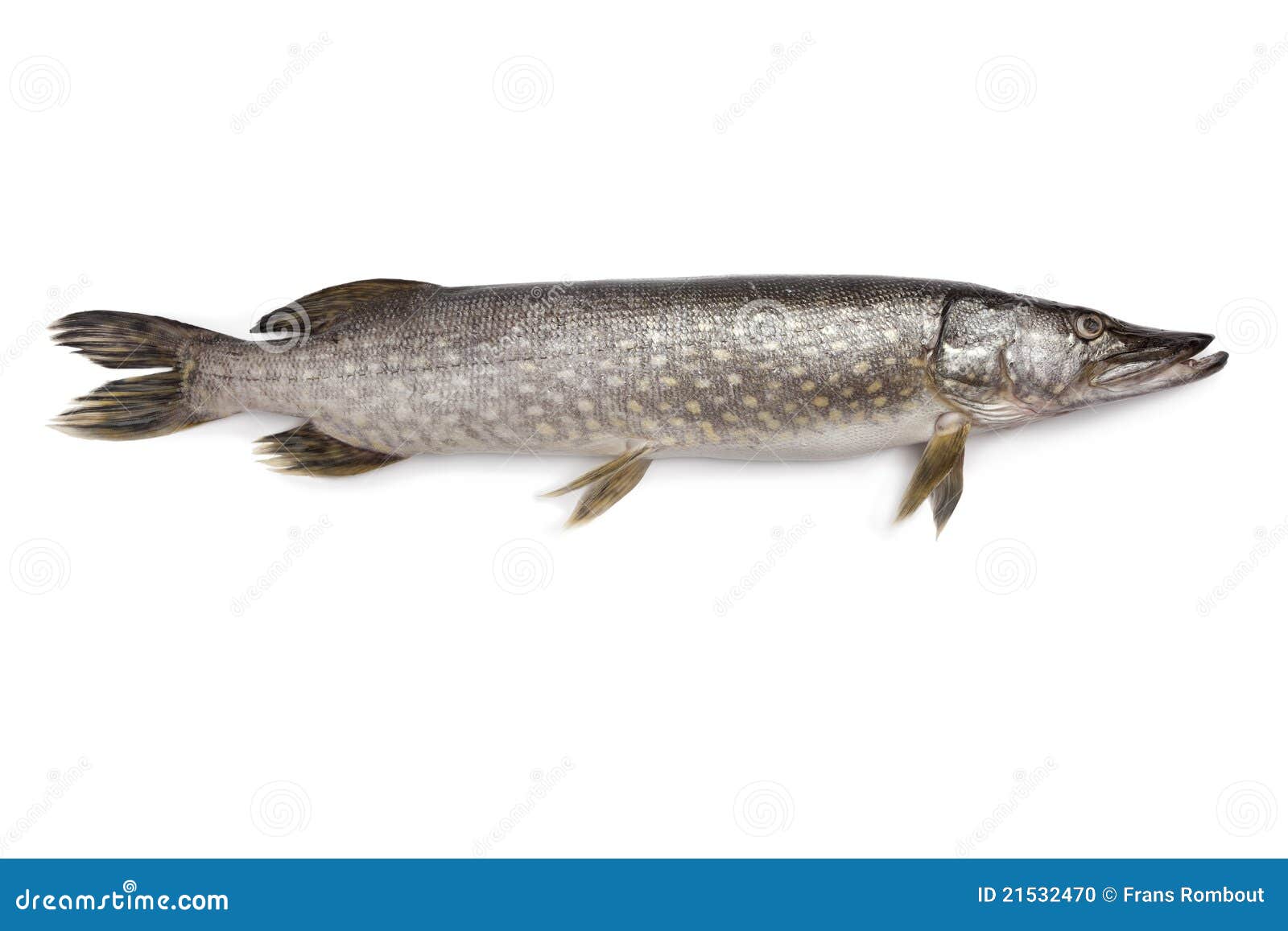 Whole Single Northern Pike Fish Stock Photo - Image of background ...