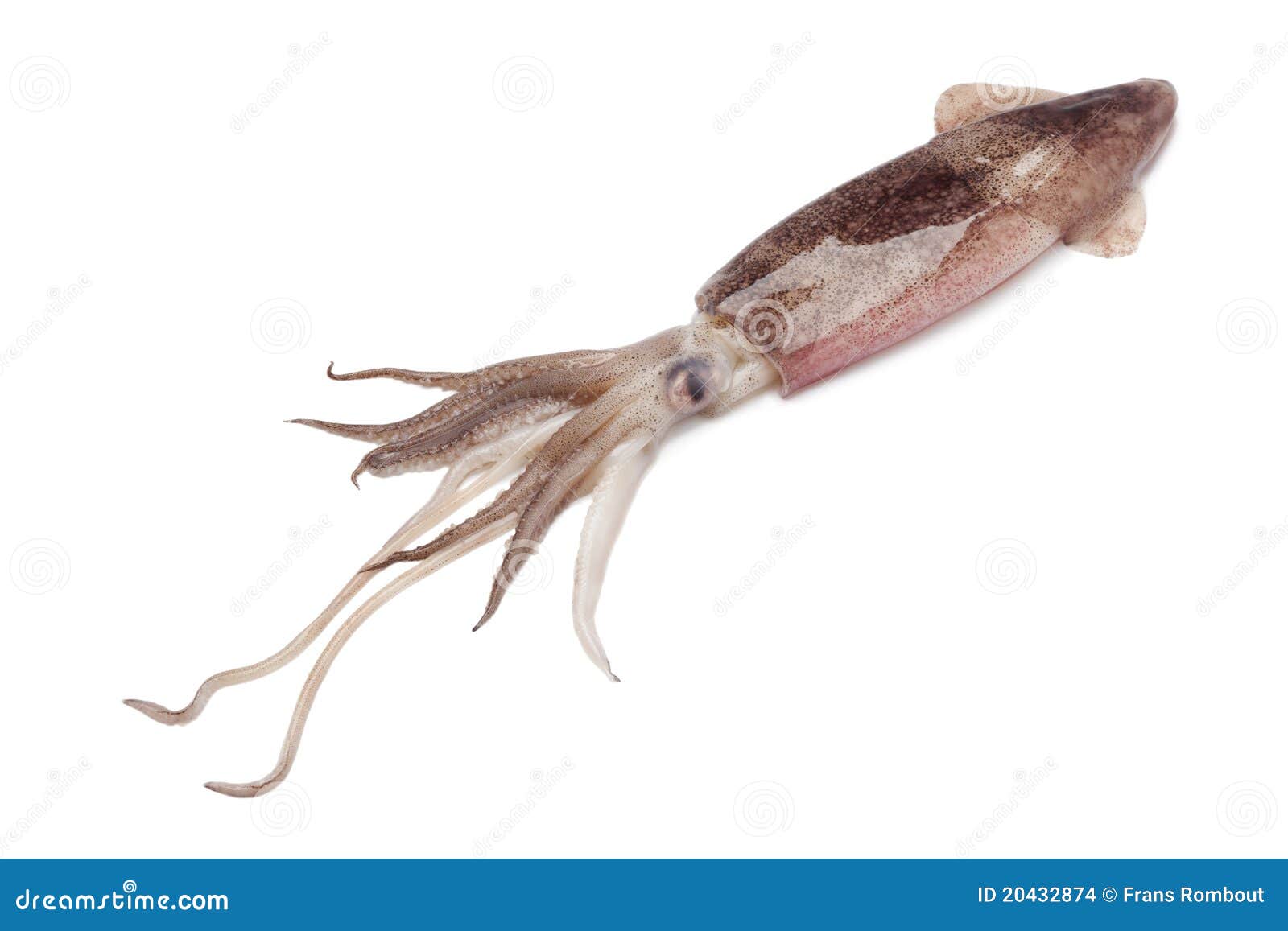 Whole Single Kingfish Royalty-Free Stock Photo | CartoonDealer.com ...
