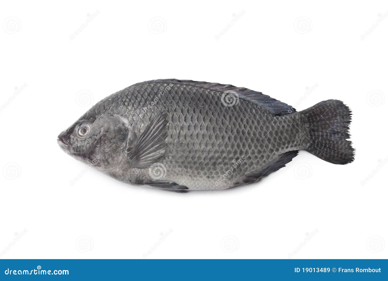 Tilapia Fish Sold In Markets Royalty-Free Stock Photography ...