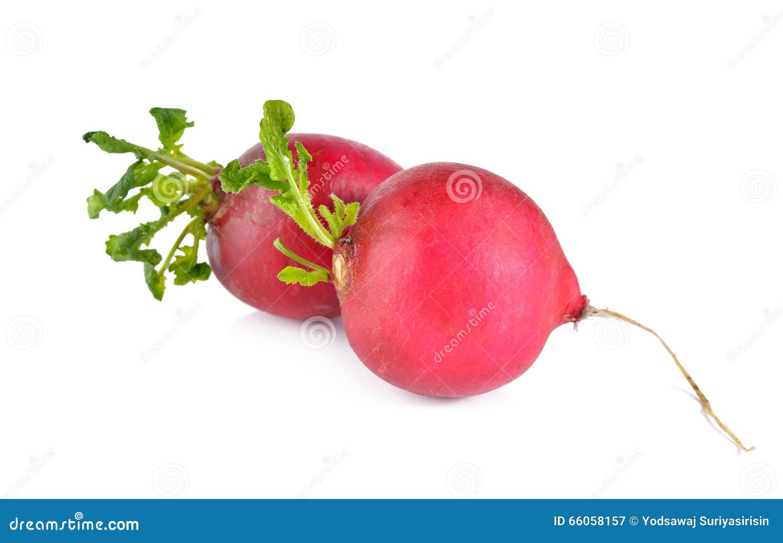 Whole Small Radish with Leaves on White Stock Image - Image of object ...